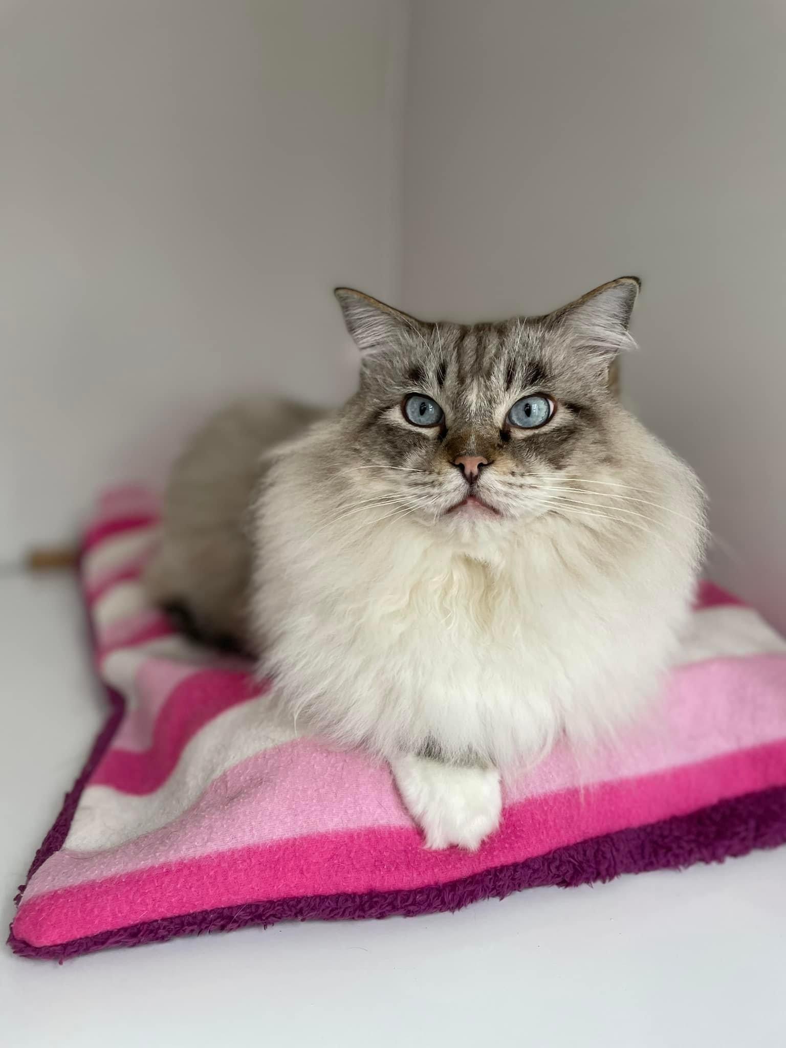 Gallery – Purton Cattery