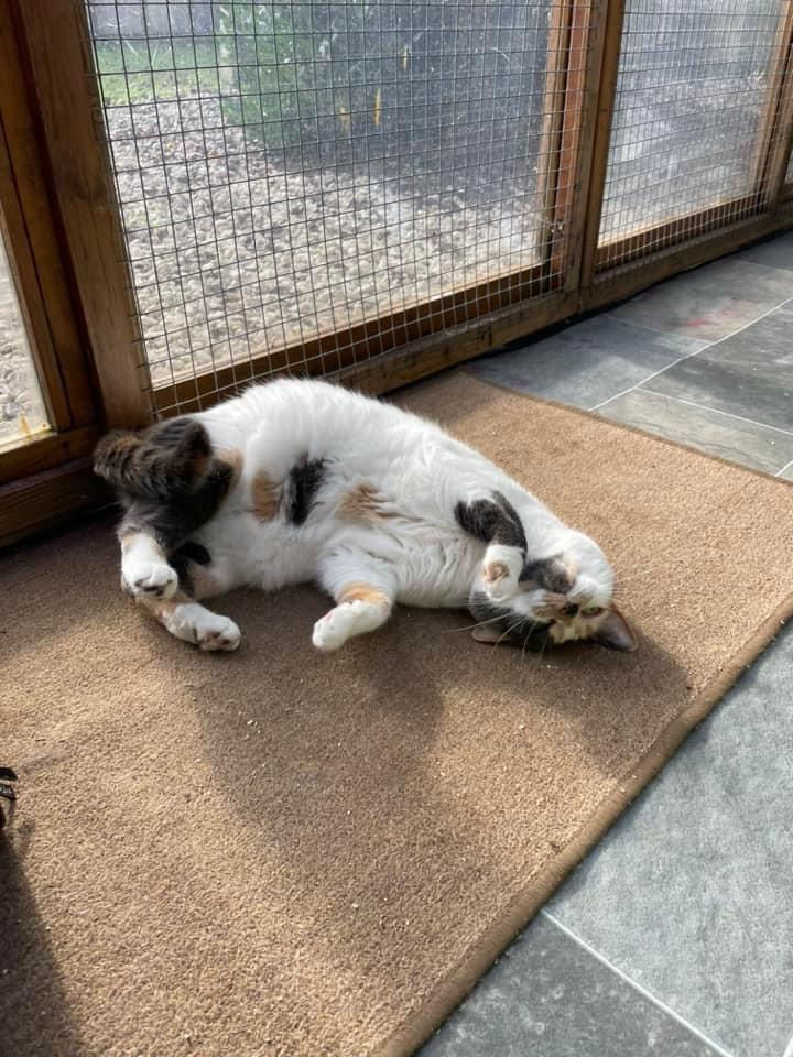 Gallery – Purton Cattery